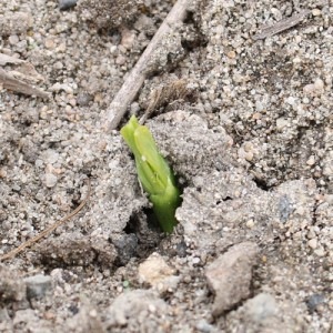 Semer des fèves | Quand et comment les semer, choisir les variétés