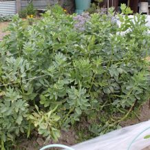 Semer des fèves | Quand et comment les semer, choisir les variétés