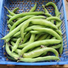 Semer des fèves | Quand et comment les semer, choisir les variétés