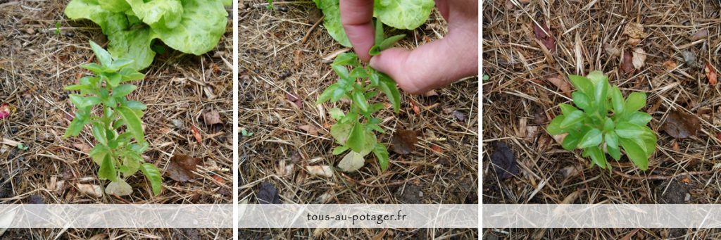 Cultiver le basilic et le réussir du semis à la récolte