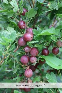 Marcotter les petits fruits du jardin : méthode et conseils pratiques