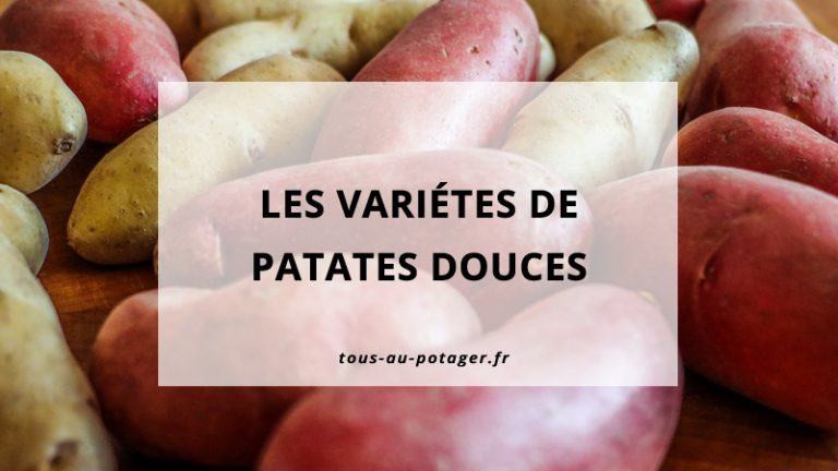 Les variétés de patates douces à cultiver en France métropolitaine