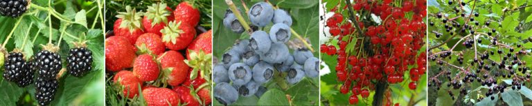 Les plantes à cultiver au potager : légumes, aromates, fruits rouges