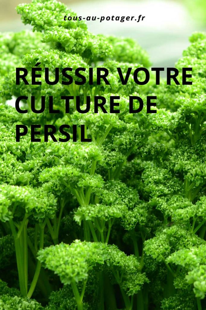 Persil : semis, plantation et culture au potager