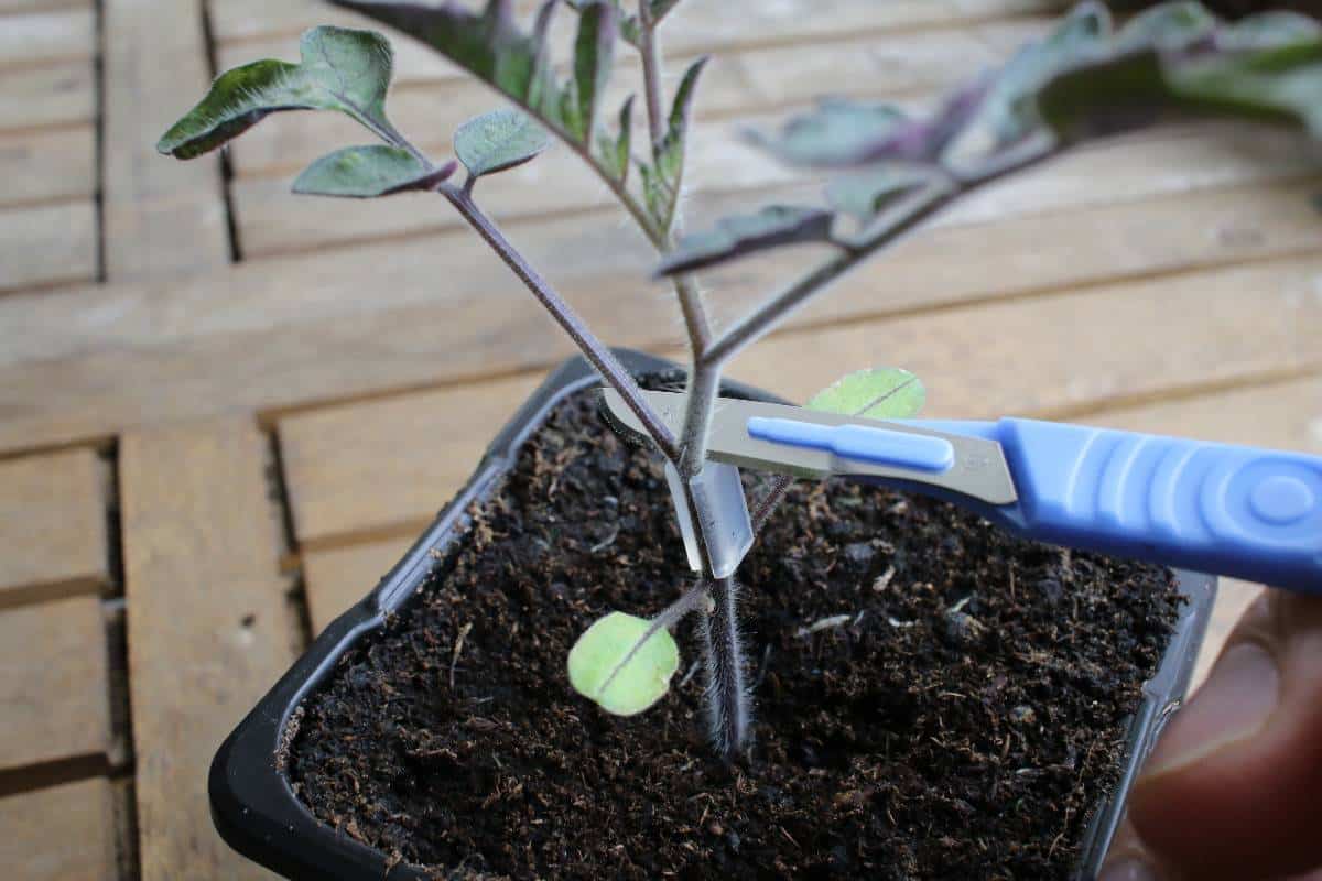 Tomates greffées : avantages, limites et intérêt au potager