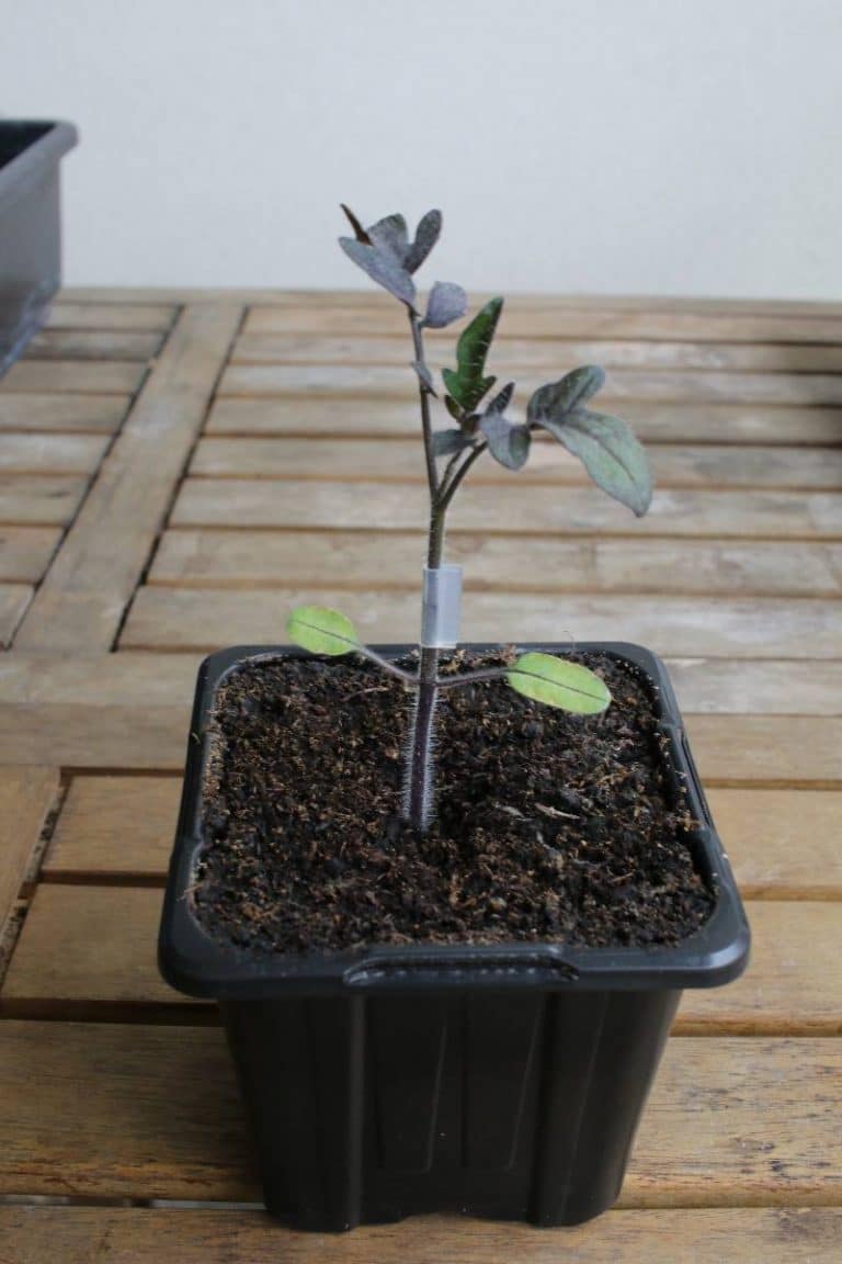 Comment greffer les tomates : les étapes clés pour débuter