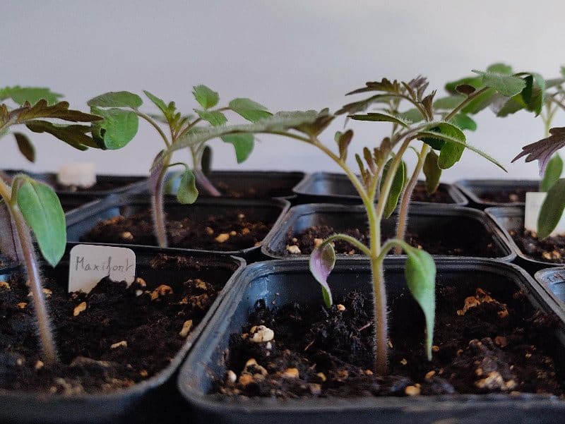 Tomates greffées : guide complet pour réussir la greffe au potager